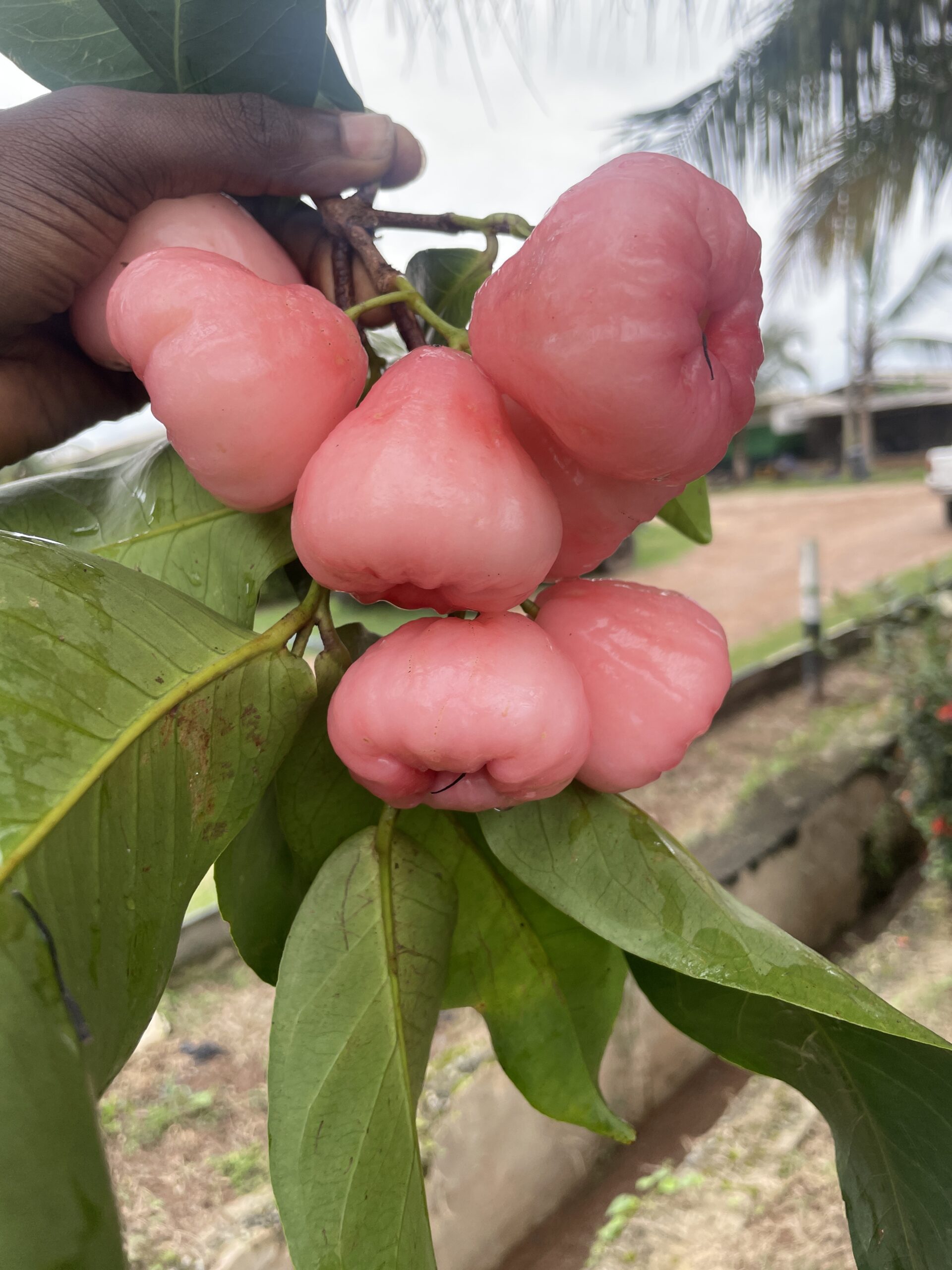 Local Apple – Forthworth Farms